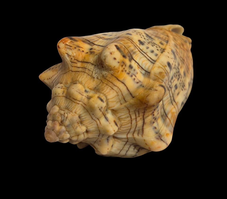 Conchiglia Shell VOLUTA MUSICA W/O Venezuela 73,1 mm | eBay