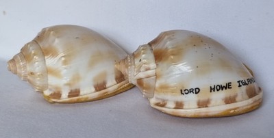 Lord Howe Island Vintage Shell Salt & Pepper Shakers Home Decor Retro ...