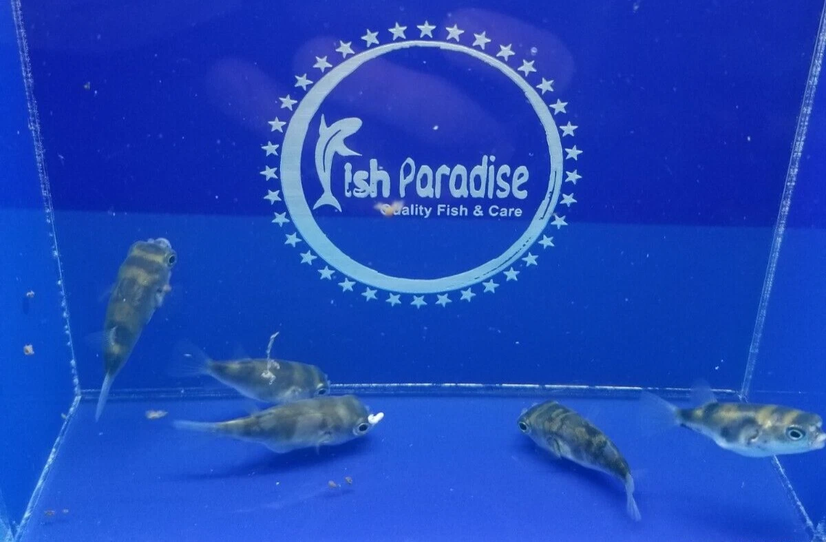 Freshwater Puffer Fish Tank