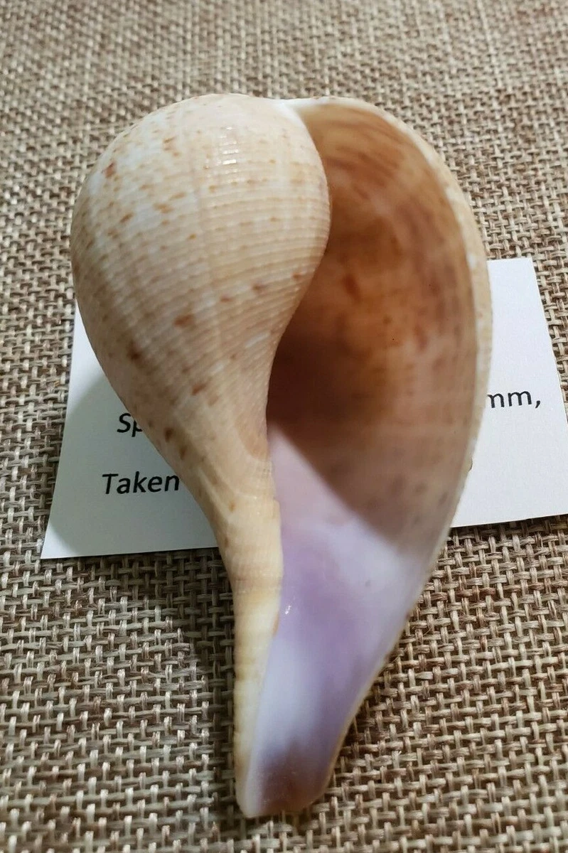 Paper Fig Shell