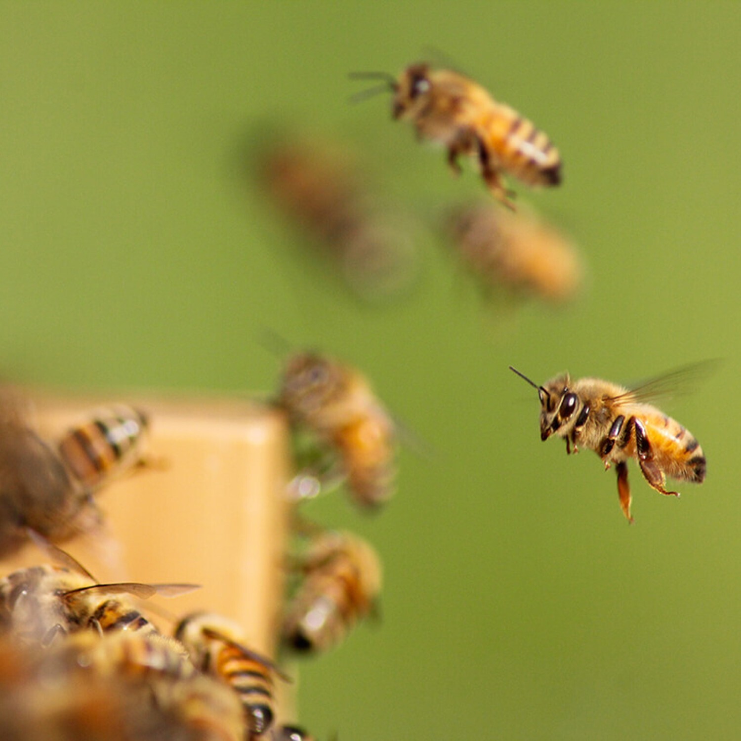 Beekeeping Debris Screen Board for 10 Frame Honey Bee Hive Base, Amish ...