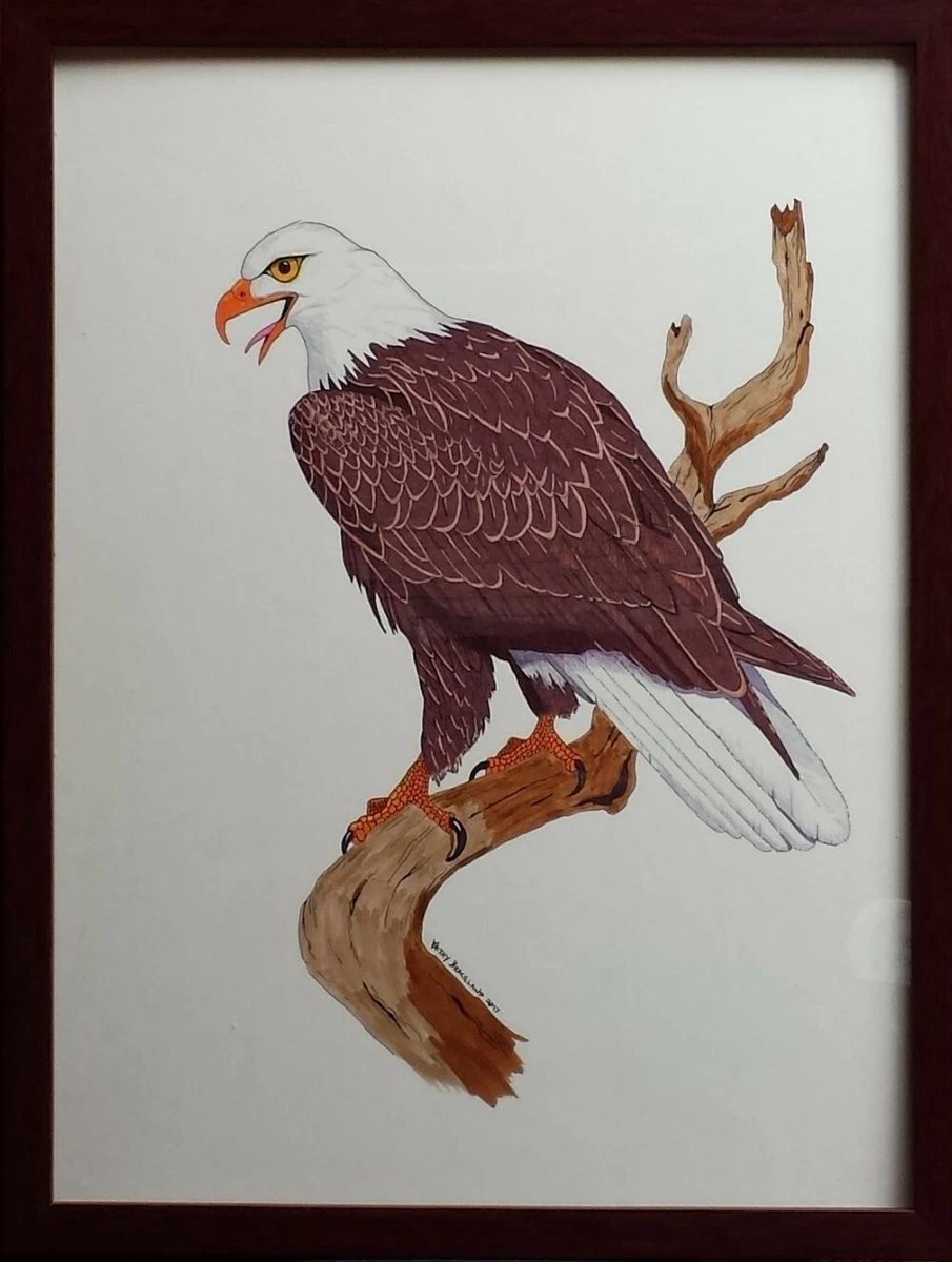 American Eagle Drawing