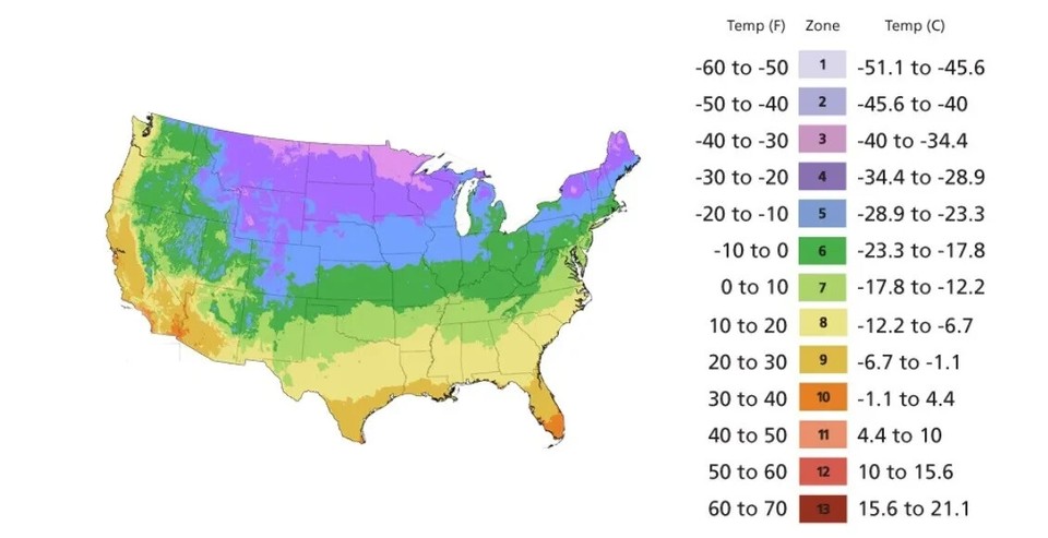 20 Rare Tri-Color Coleus Seeds – Pink, Black & Green Foliage – Easy ...