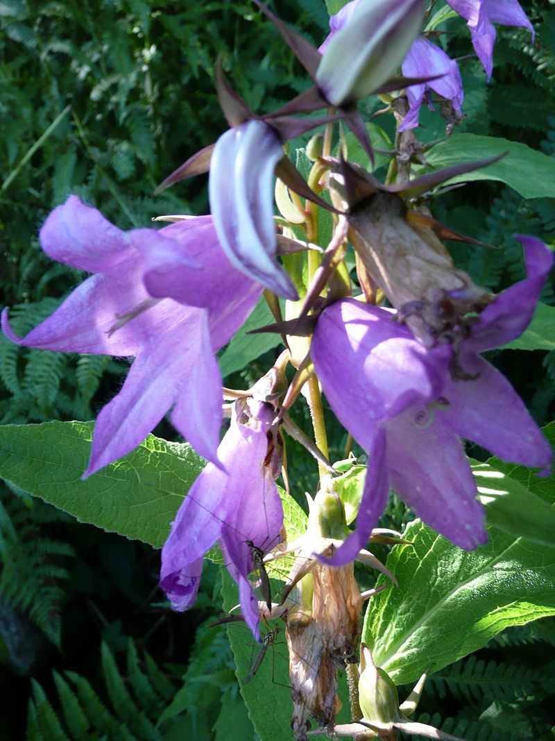 GREAT BELLFLOWER 203 SEEDS, CAMPANULA LATIFOLIA, LAVENDER-BLUE, USA ...