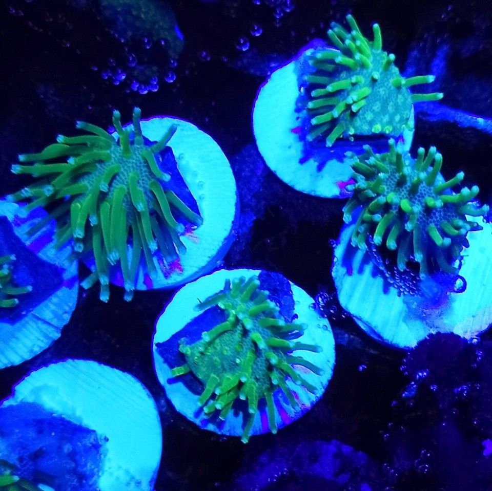 Deep Water Japanese Toadstool Soft coral Leather coral frag on a plug ...