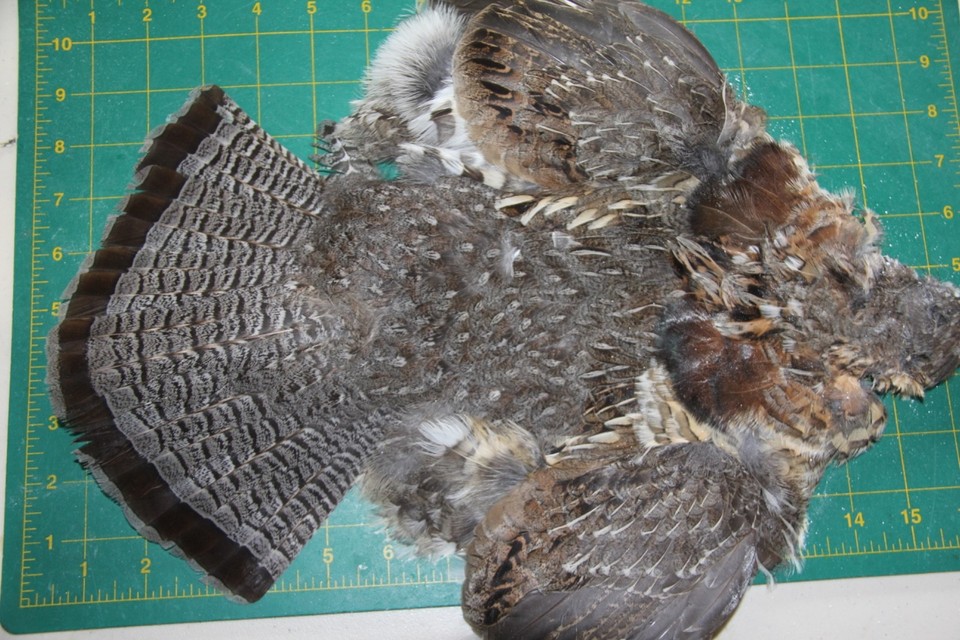 Ruffed Grouse Skin fly tying feathers #1 / soft hackle Hungarian ...