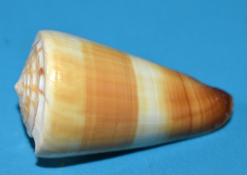 SEA SHELL - COQUILLAGES - CONIDAE - CONUS PLANORBIS - 47.45mm | eBay