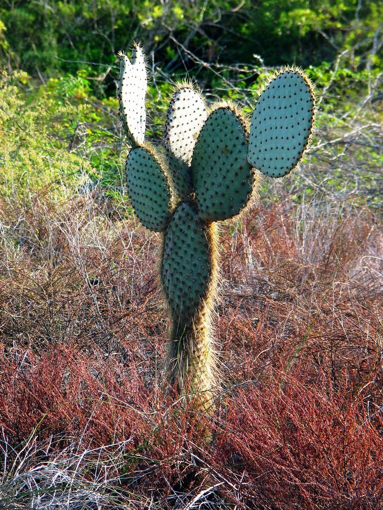 Opuntia Echios var inermis Plant with Roots. - Galapagos - super rare | eBay
