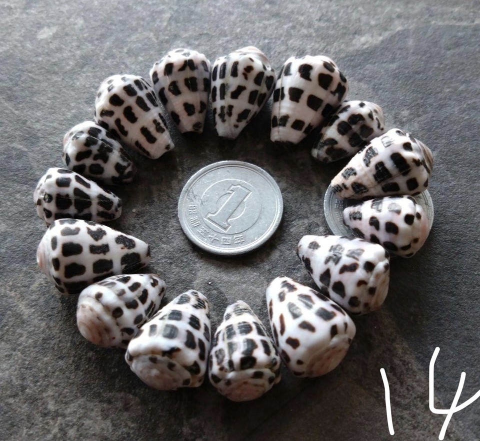 Hebrew cone shell from japan Shells of Okinawa | eBay