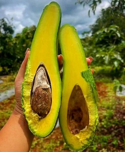 Grafteds Dwarf Cardinal Avocado Fruit Trees, Quickly to fruit bear | eBay