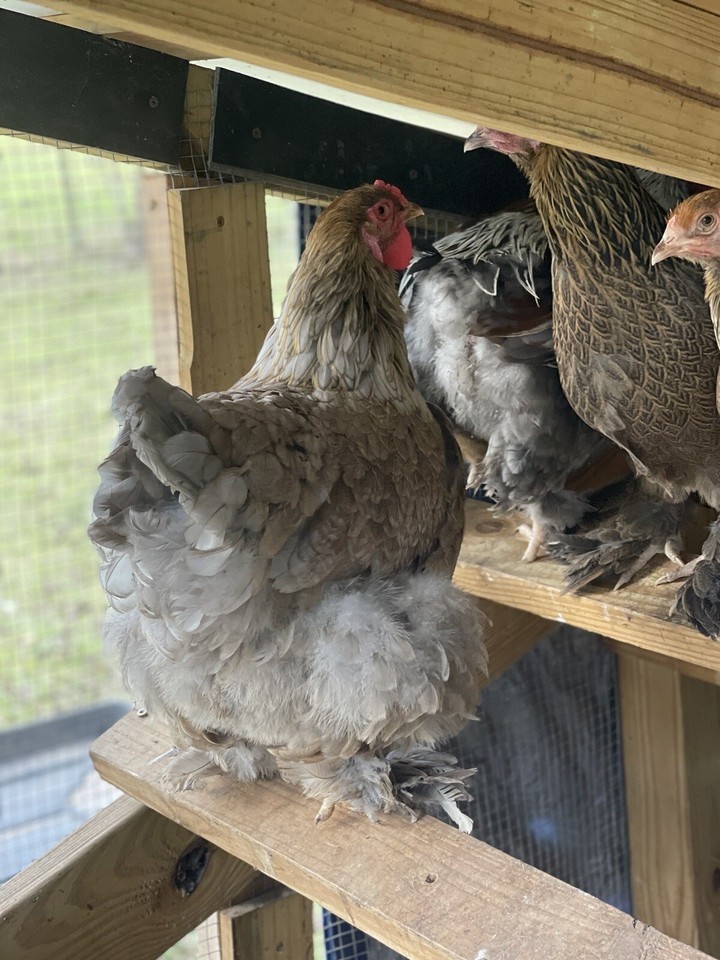 6+ Blue/Black/Splash Partridge Brahma Hatching Eggs NPIP AI certified ...