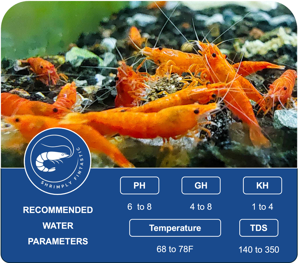 10 Blood Orange Sunkist Shrimp |FREE SHIPPING | Live Guarantee | USA ...