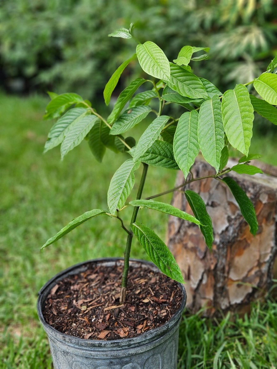 Ylang Ylang Tree Buy Ylang Ylang Flower Plant Exotic Fragrance For