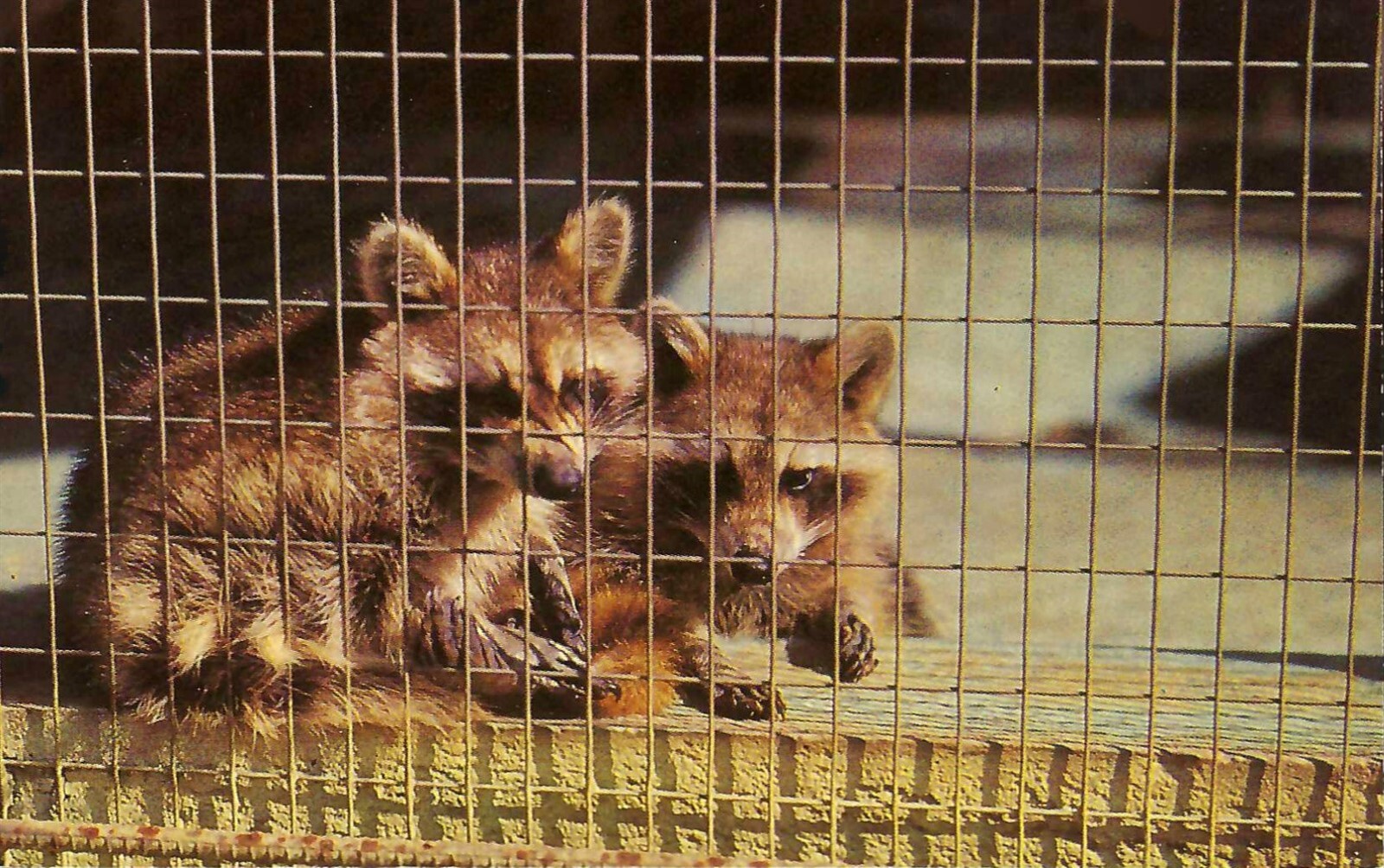 Vintage Postcard, Okefenokee Swamp Park, Raccoons, Waycross, Georgia ...