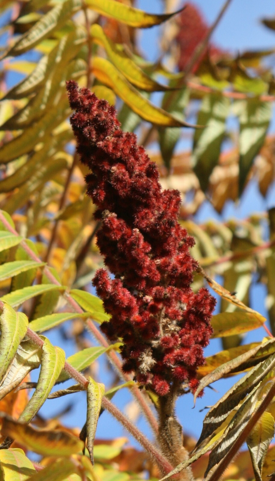 Essigbaum Rhus typhina 60 - 100 cm im 5-Liter Container | eBay.de