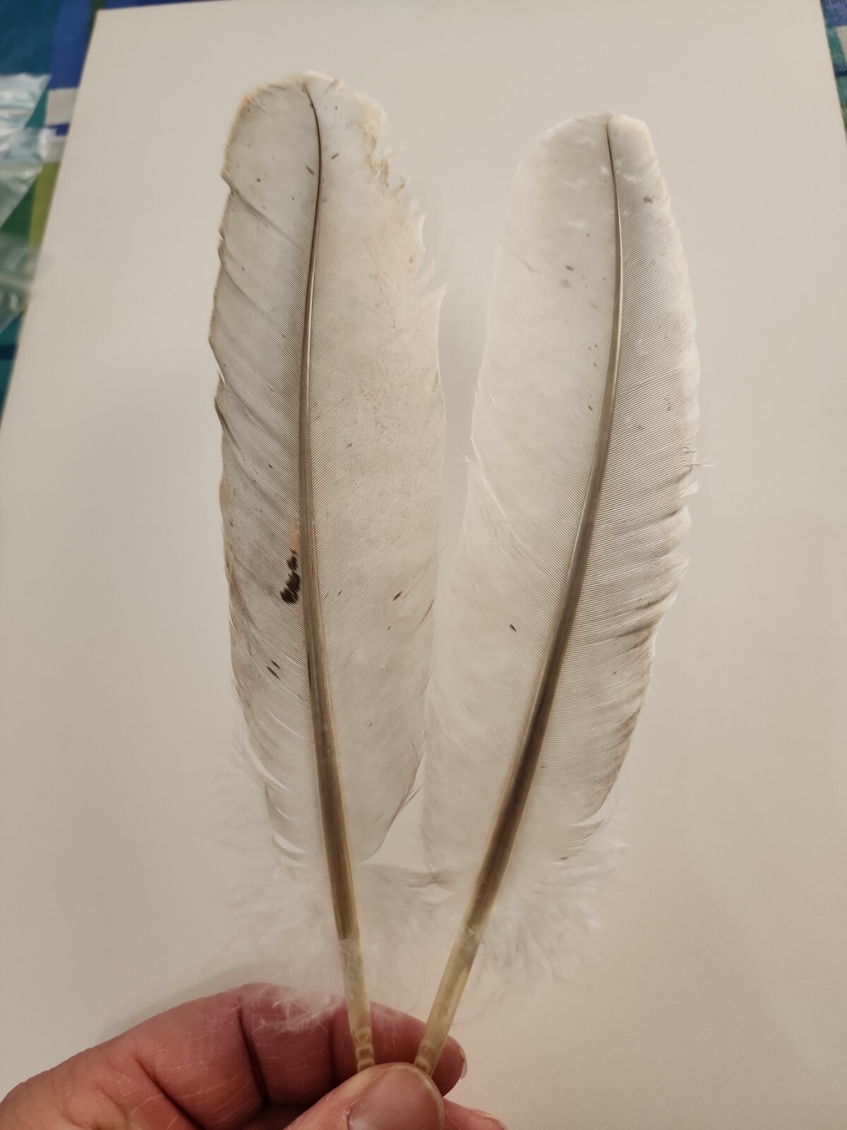 XLB70 Matched Pr Lilac Turkey Natural Colored Wing Feather | eBay