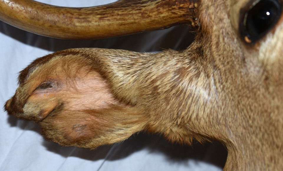 8-Point Whitetail Deer Real Wild Fighting Stag in Rut Shoulder Mount | eBay