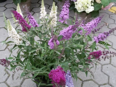 Buddleja Buzz 3 FARBIG Schmetterlingsstrauch Schmetterlingsflieder ...