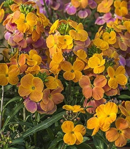 Erysimum 'Spring Breeze Sunset' Perennial Wallflower Plug Plants Pack ...