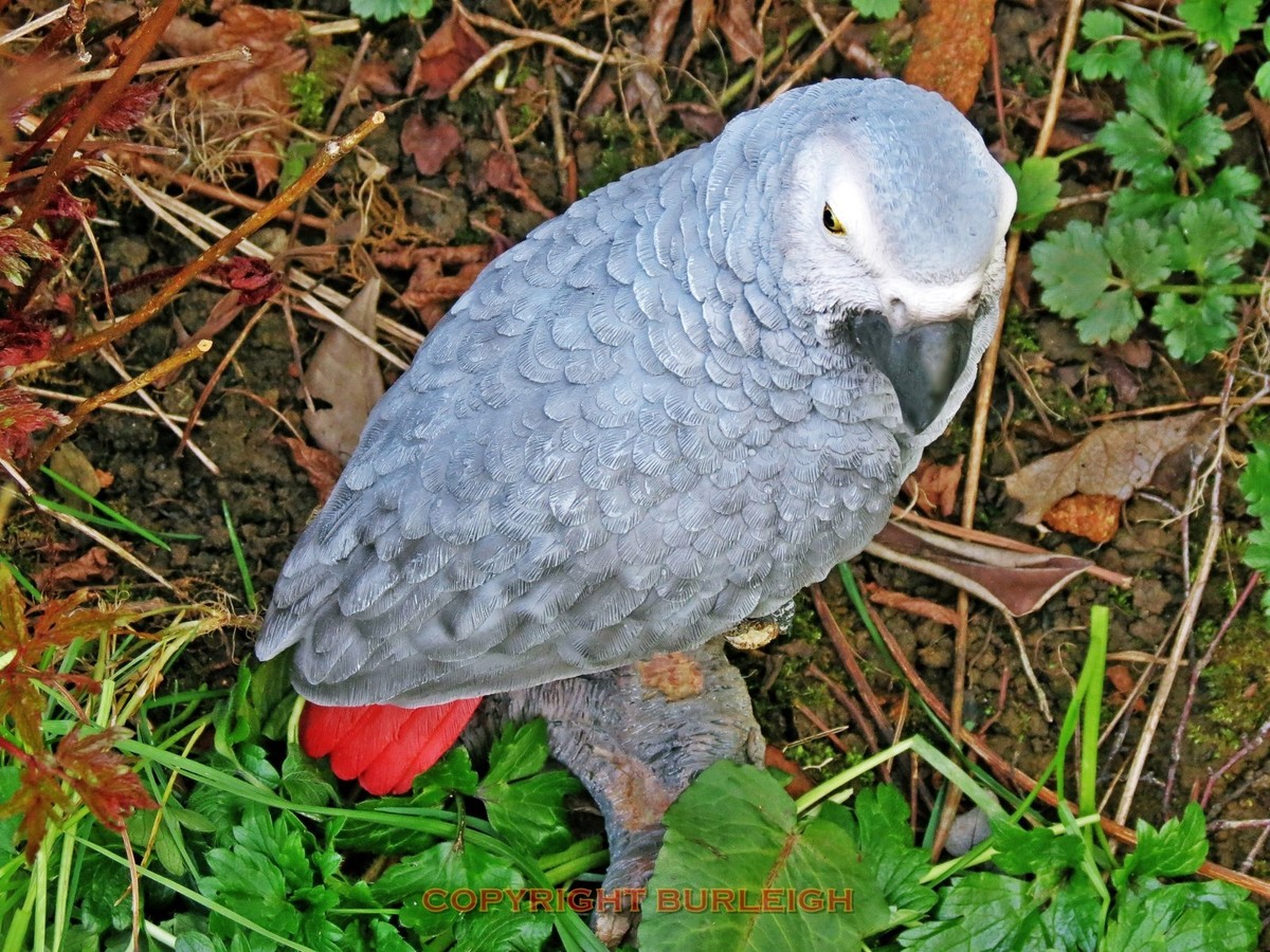 African Grey Parrot Parrot, Parakeet, African Grey & Amazons – Care