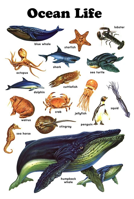 Ocean Sea Creatures Posters