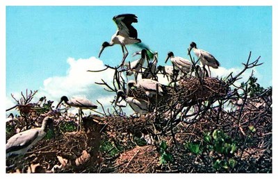 POSTCARD SCENE Everglades National Park Florida FL j/01 AQ3326 | eBay