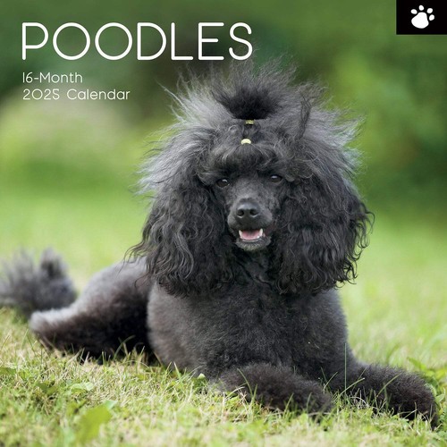 Poodles - 2025 Square Wall Calendar Dogs Pets Animals 16 Months Premium ...