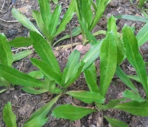 200+ SEEDS CULANTRO MEXICAN CORIANDER DE ALCAPATE CILANTRO ANCHO ...