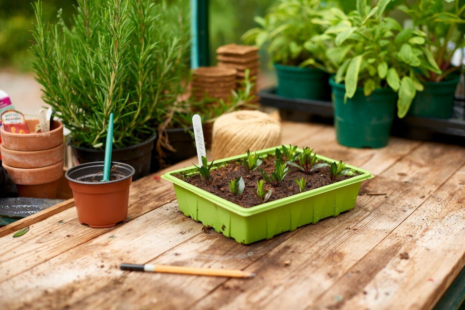 Half Size Seed Trays Plastic With Holes Single Cell Propagator Sets ...