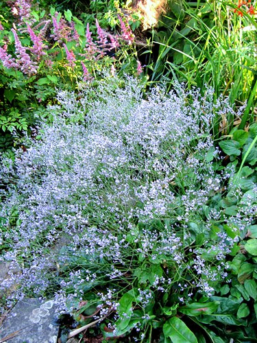 Limonium latifolium x 20 seeds. Fairy Statice. Perennial. Cut flower ...