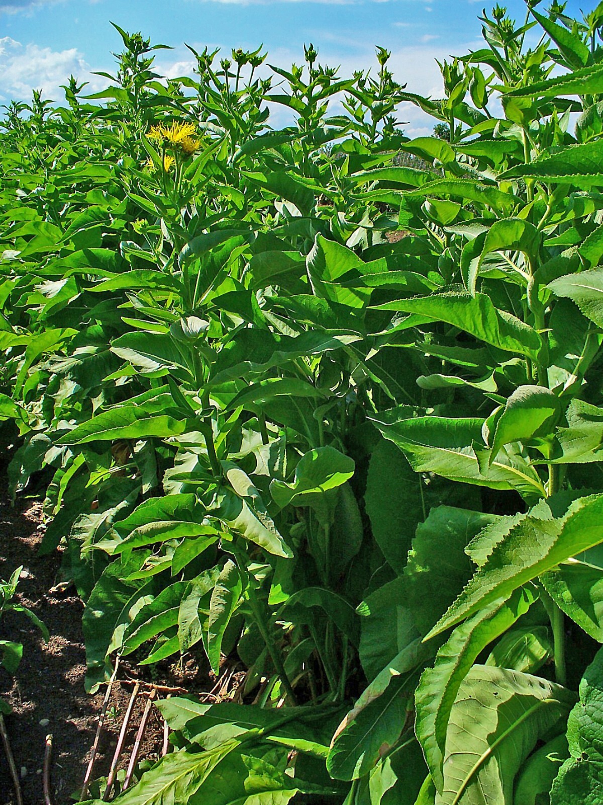 50 Inula helenium Seeds - Horse Heal - Elf Dock - Elecampane - Non-GMO ...
