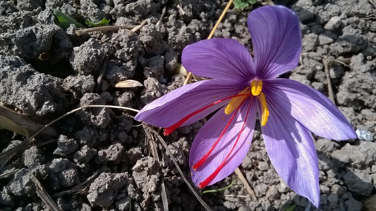 Saffron Flower Seeds
