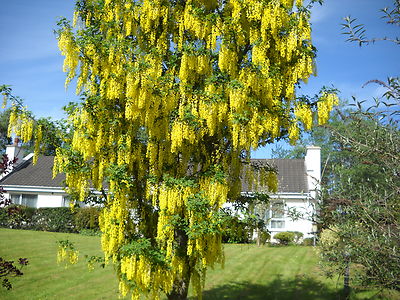 30 LABURNUM TREE SEEDS 30X | eBay UK