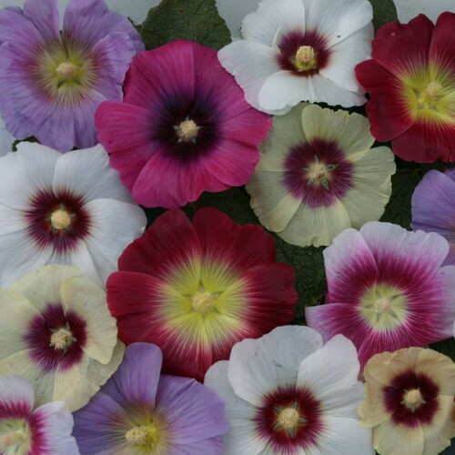 Alcea rosea Halo Mix 1,000 seeds | eBay