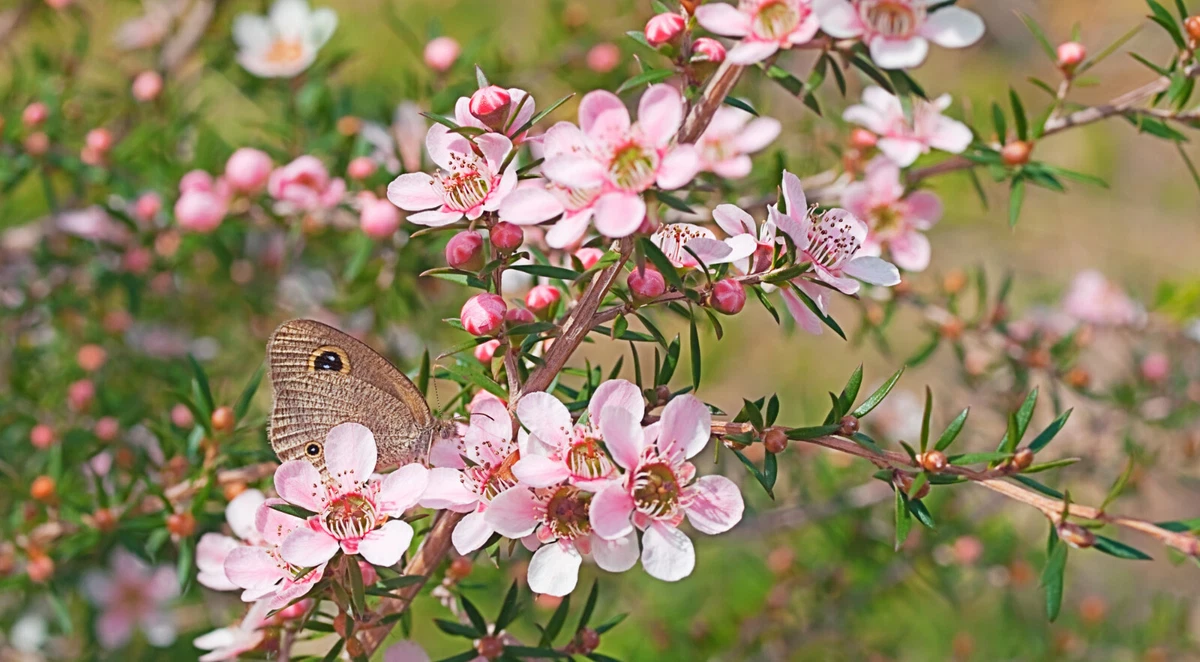 Tea Tree Plant Flower
