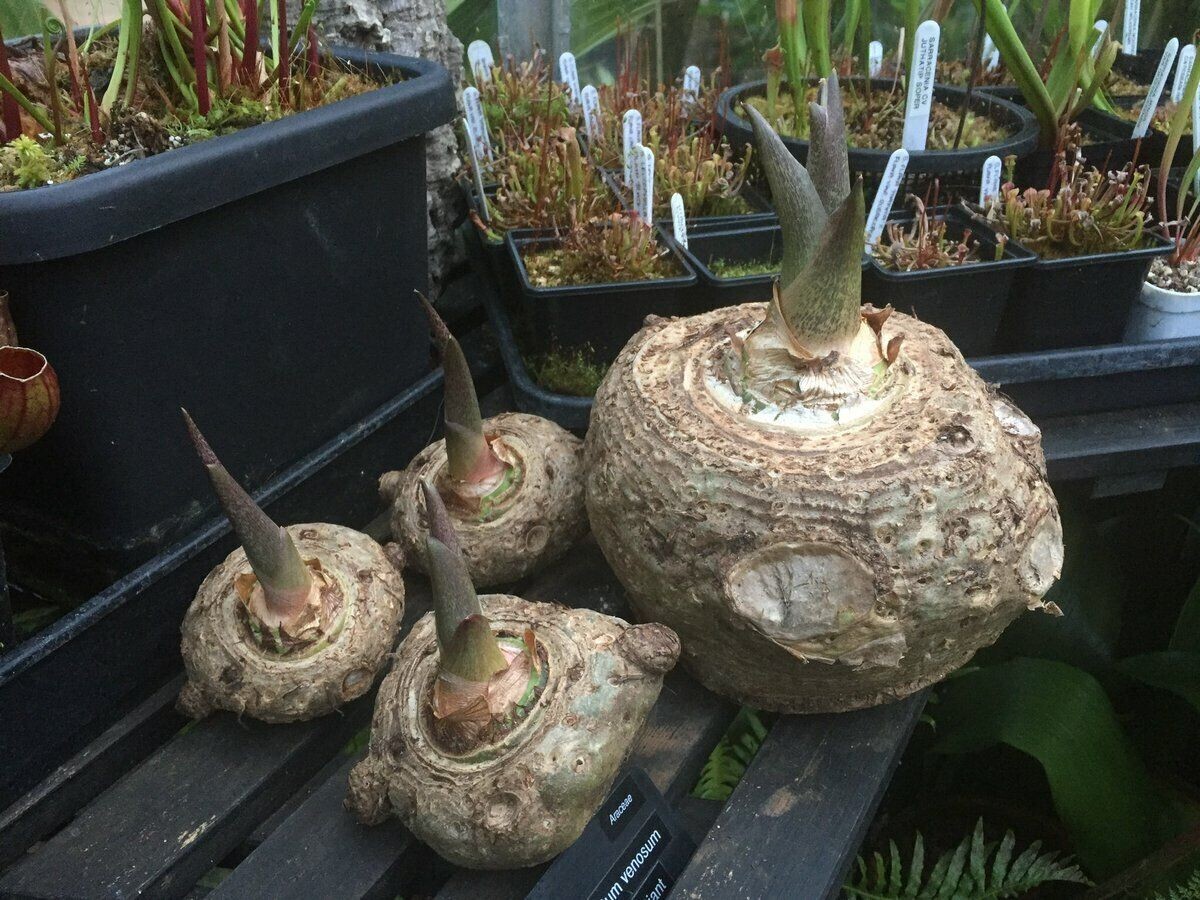 Sauromatum Venosum 'Indian Giant' Voodoo Lily Corpse Flower ...