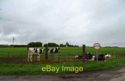 Photo 6x4 Cattle near Edge Hill Croftlands c2021 | eBay UK
