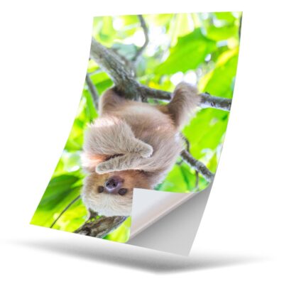 1 x Vinyl Sticker A4 - Cheeky Hanging Sloth in Jungle #21429 | eBay UK