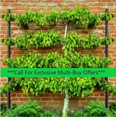 HIGH QUALITY – HEAVY DUTY STEEL - INDIVIDUAL - ESPALIER FRUIT TREE ...