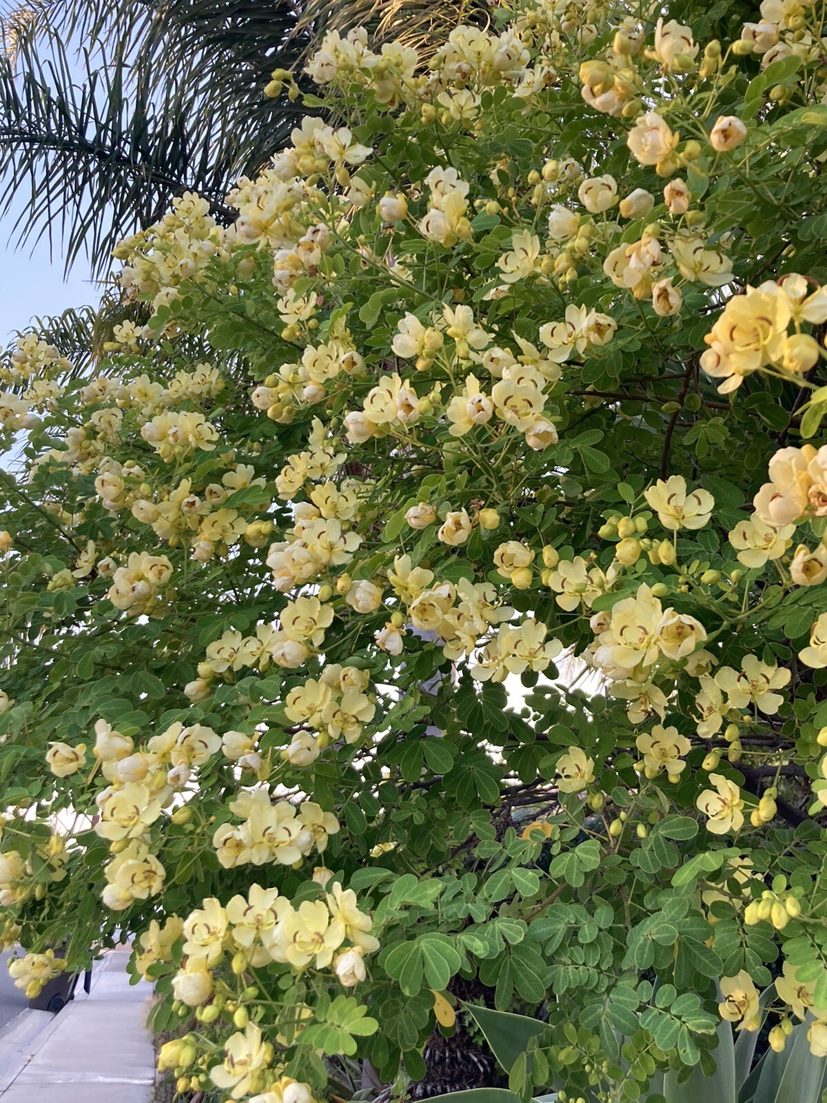 Christmas Senna Cassia Bicapsularis CREAM Flower Butterfly Host ROOTED ...