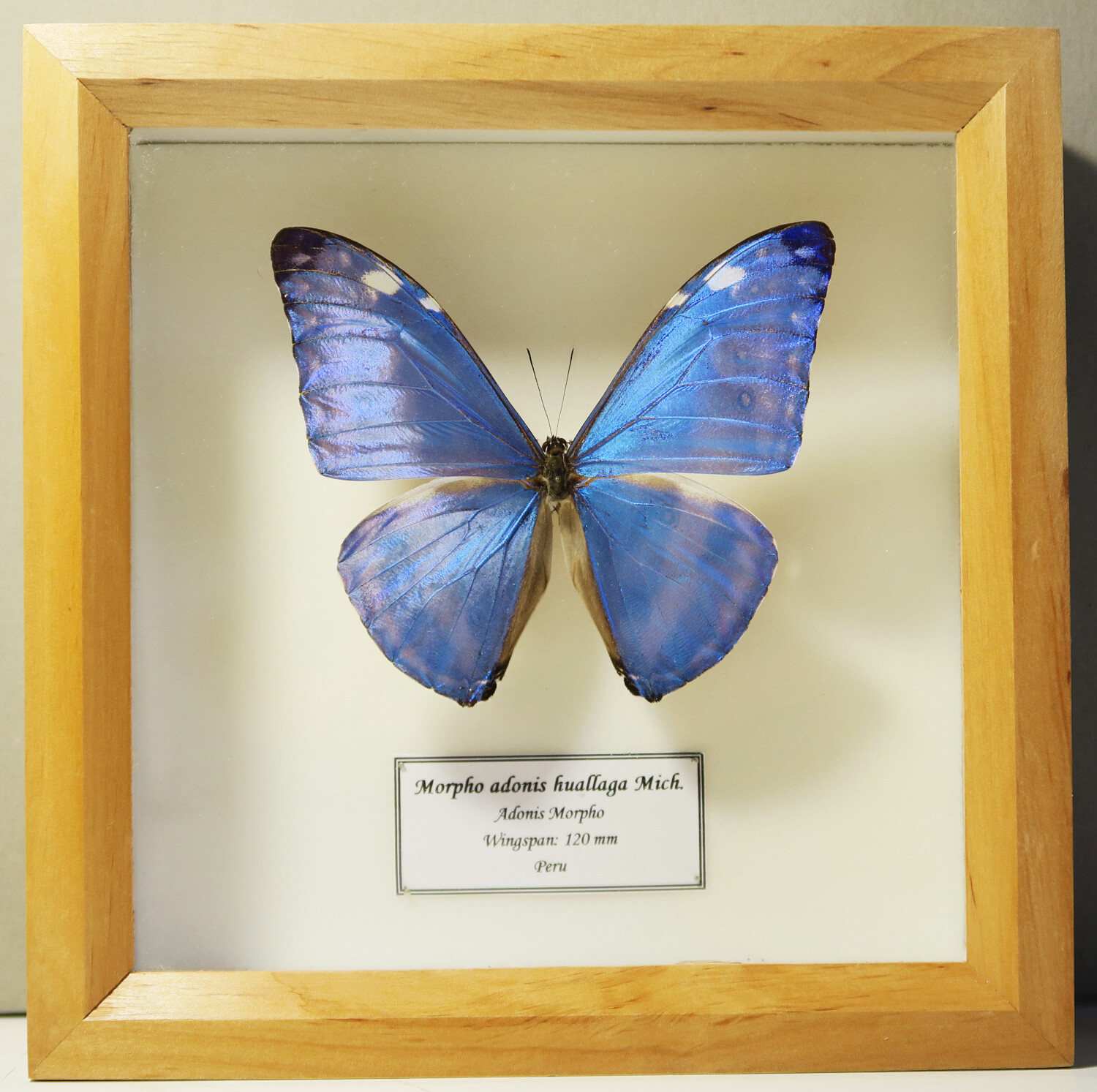 REAL PERUVIAN BUTTERFLY METALLIC BLUE MORPHO ADONIS HUALLAGA BEAUTIFUL ...