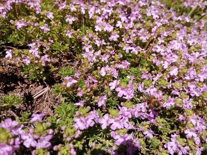 Dwarf Creeping Thyme Seeds, Thymus Serpyllum, Ground Cover, 100 seeds ...
