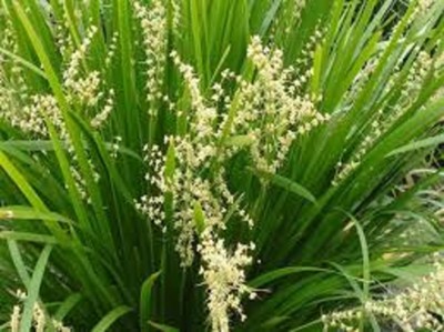 20 x Lomandra hystrix Slender Mat Rush native grass plants in 40mm pots ...