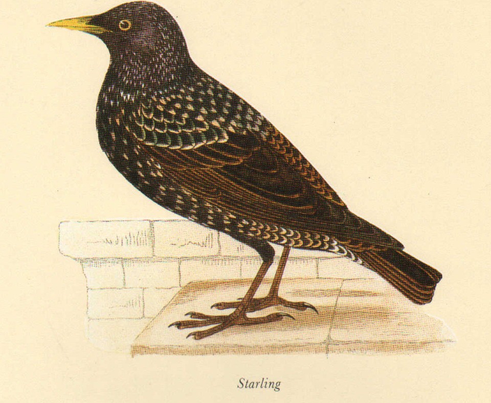 VINTAGE BIRD PRINT ~ STARLING & THRUSH | eBay Australia