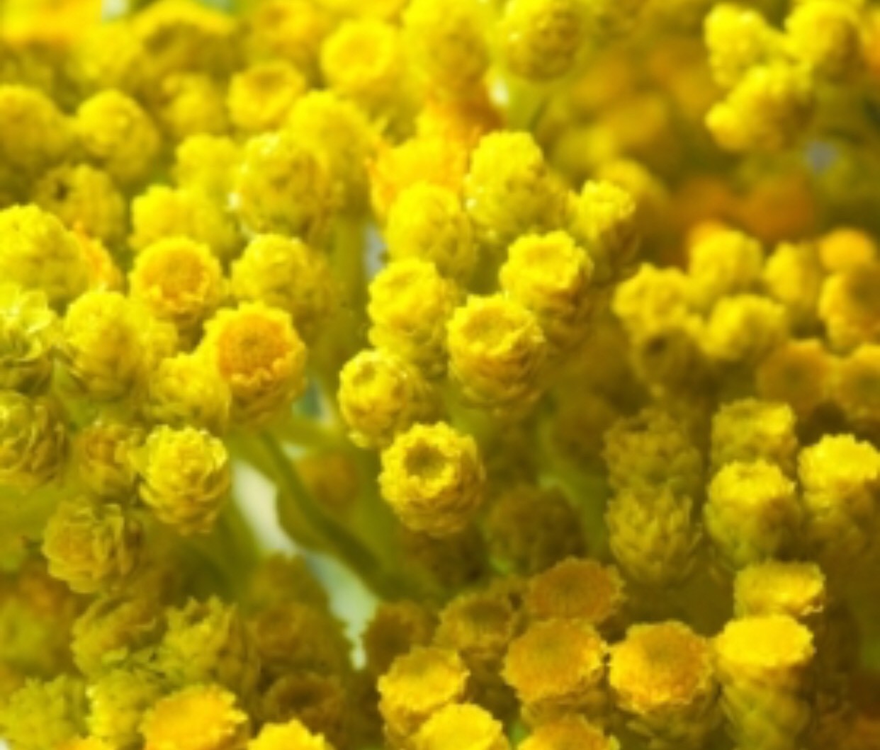 Helichrysum (Immortelle) Absolute Oil EO 30 ML + Free Carrier Oil 10 ml ...