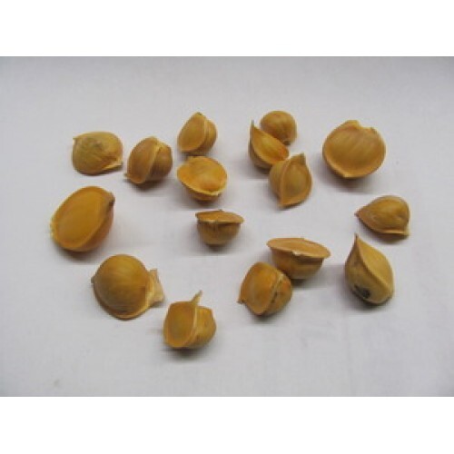 Garlic, Elephant Garlic Corms Fresh harvest healthy USA garlic corms ...