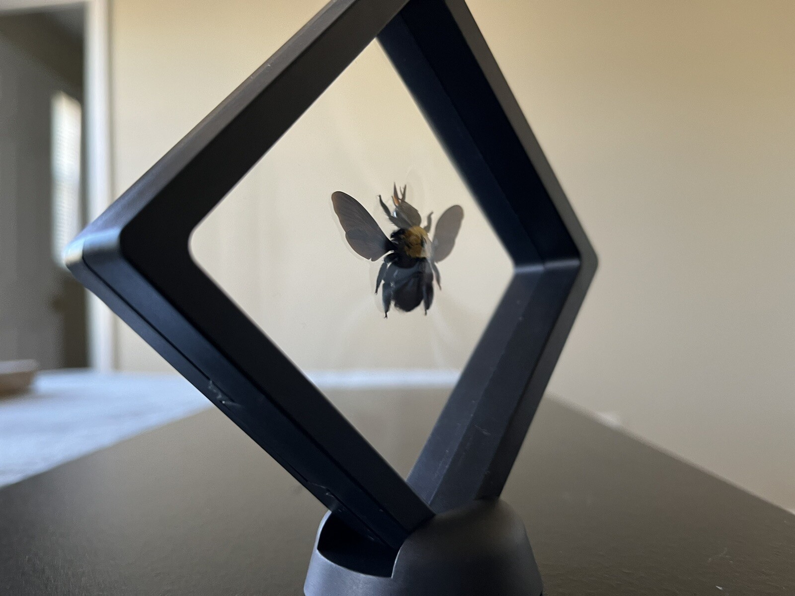 Real Black & Yellow Carpenter Bee floating display Taxidermy entomology ...