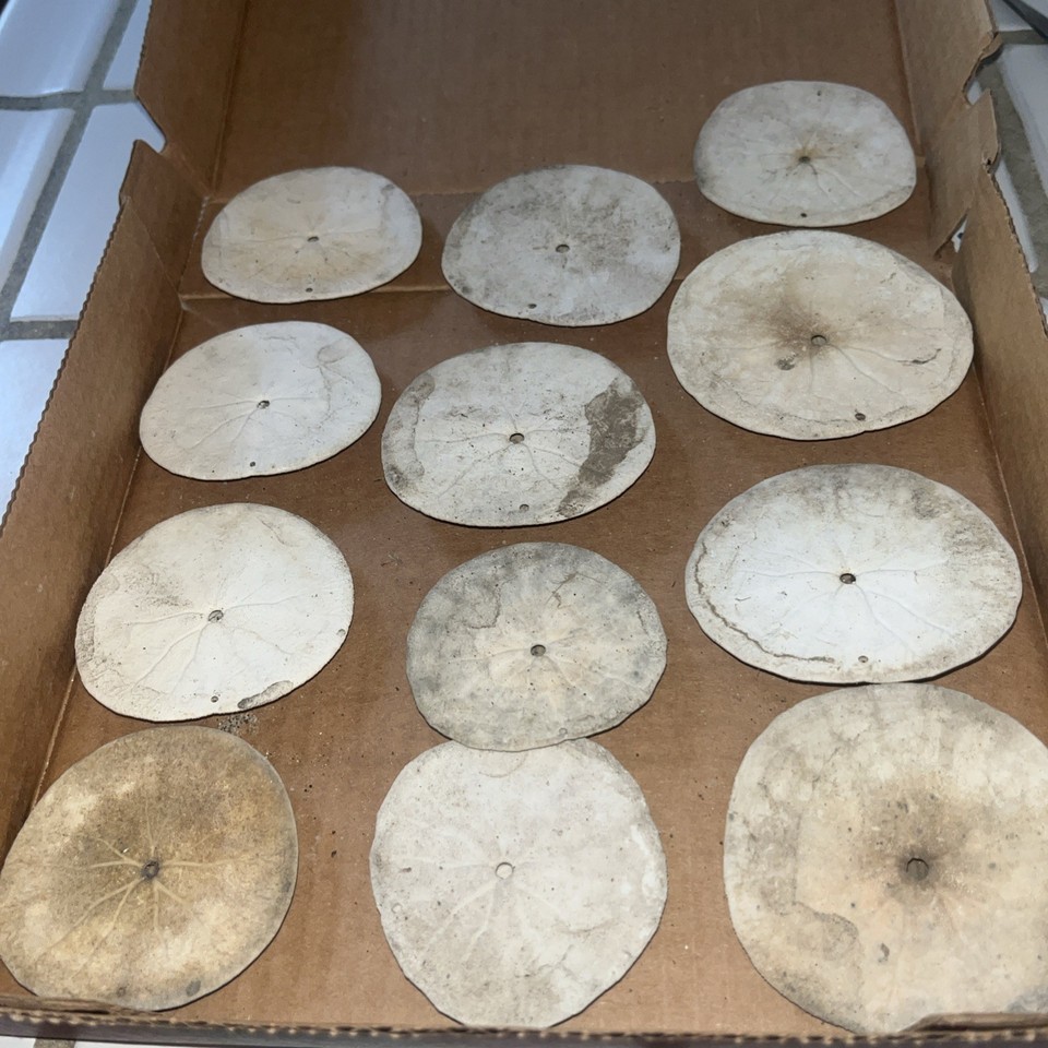 Lot of 12 Sand Dollar Sea Shells Monterey Bay Calif 1970 S Not Cleaned ...