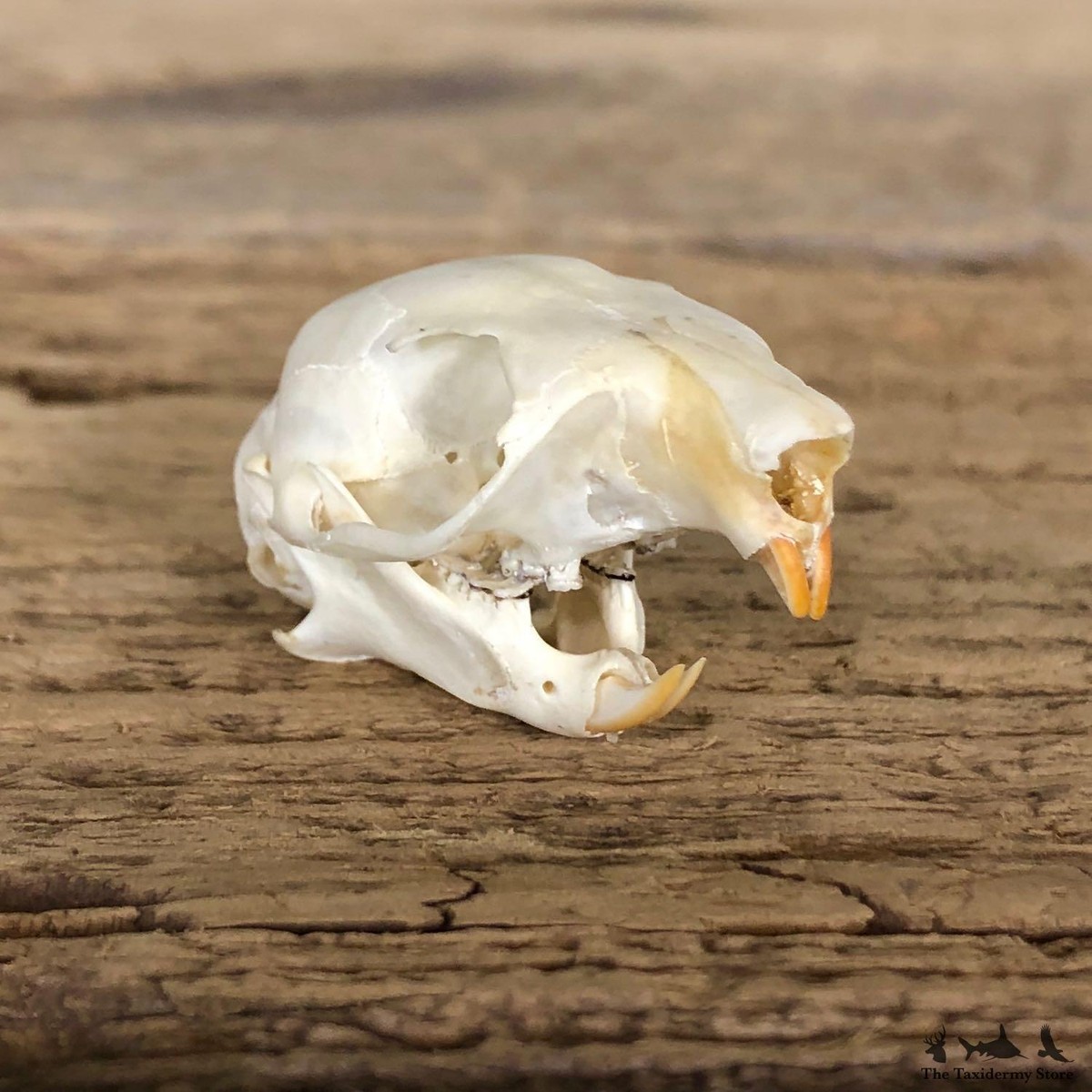 Eastern Fox Squirrel Skull