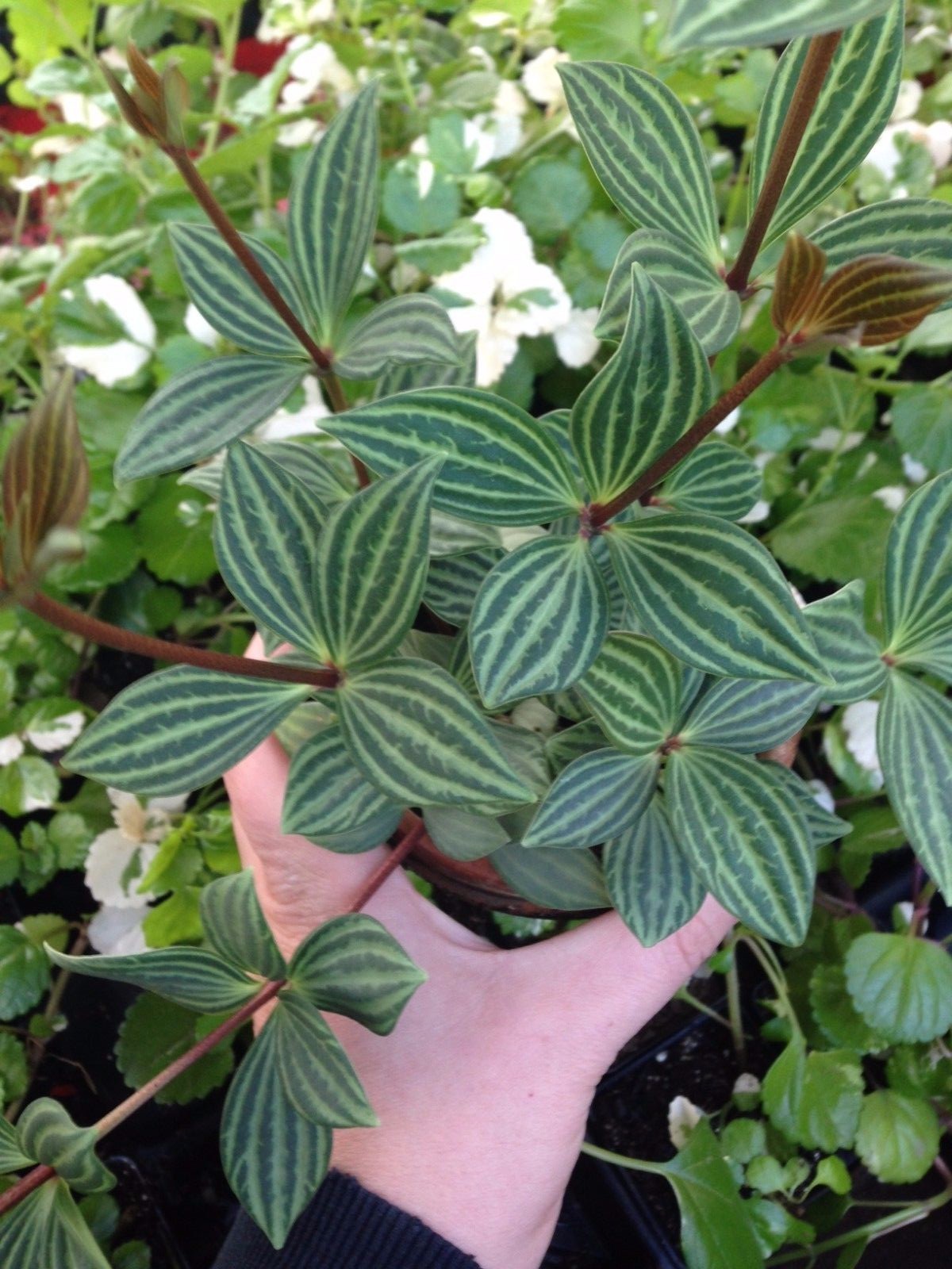 PARALLEL PEPEROMIA (PEPEROMIA PUTEOLATA) - 2" POT | eBay